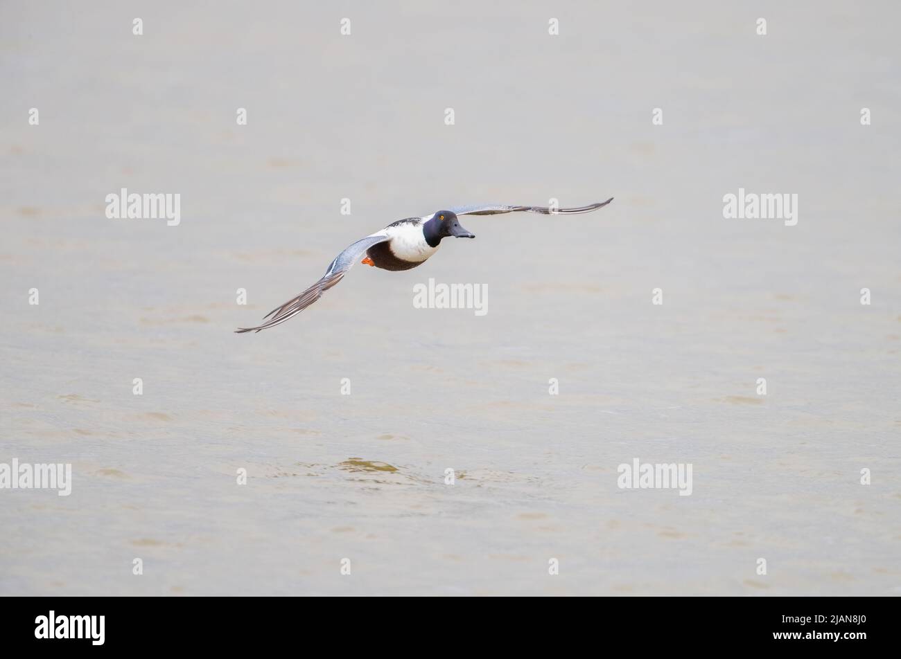 Spatula duck bill hi-res stock photography and images - Alamy