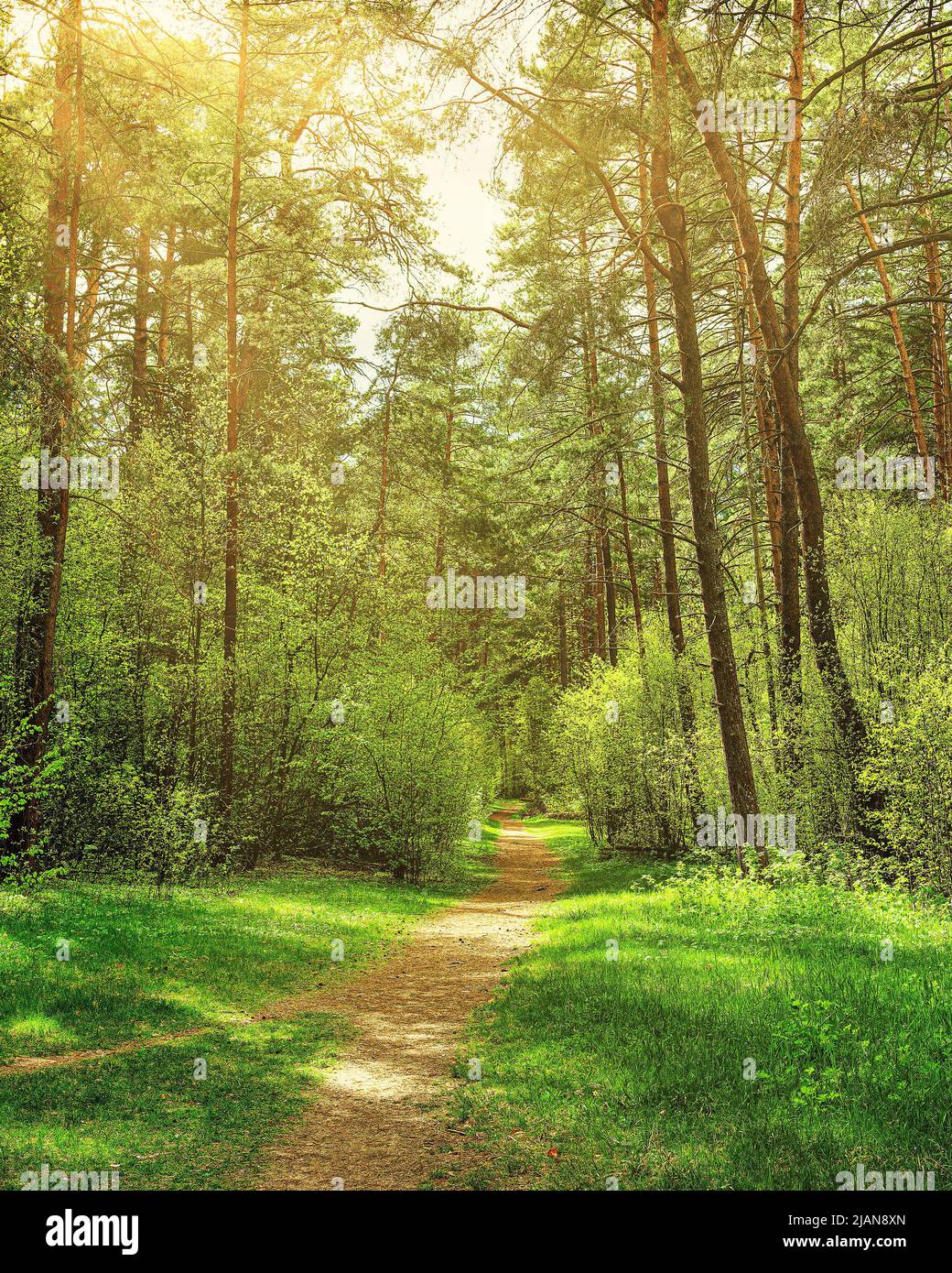 Sunset or dawn in a pine forest in spring or early summer. The sun ...
