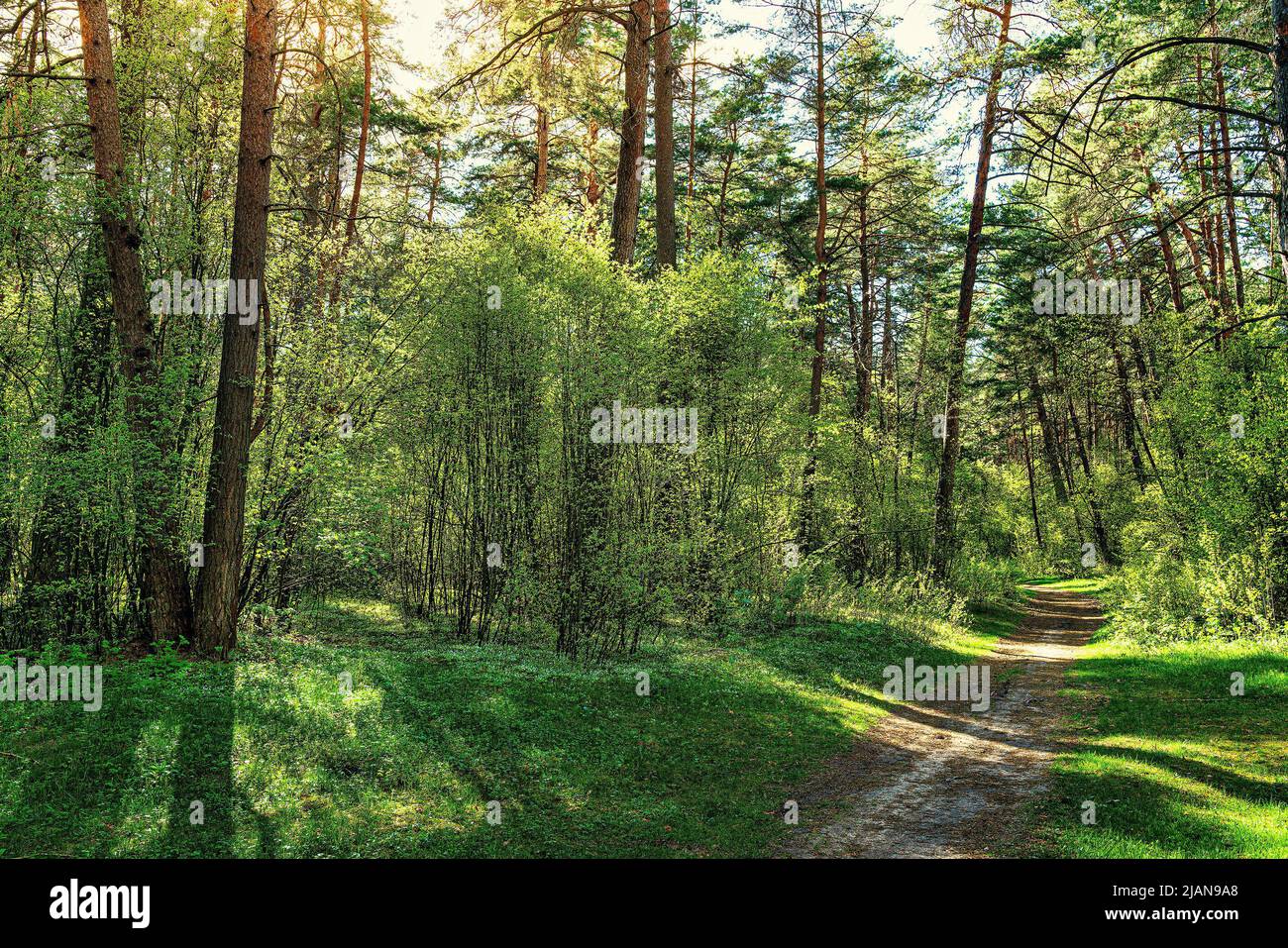 Sunset or dawn in a pine forest in spring or early summer. The sun ...
