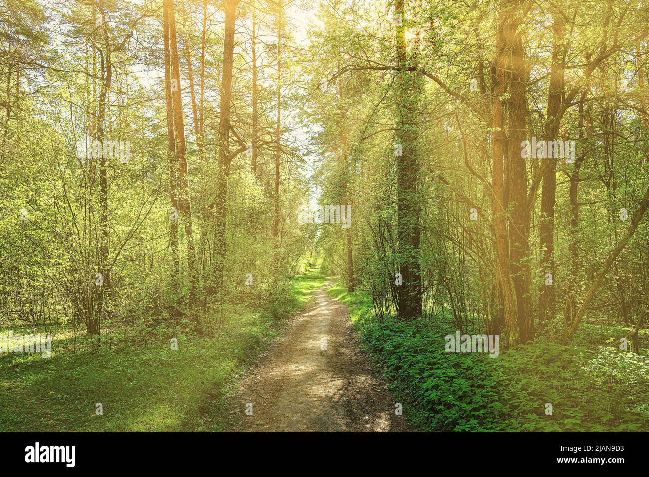 Sunset or dawn in a pine forest in spring or early summer. The sun ...