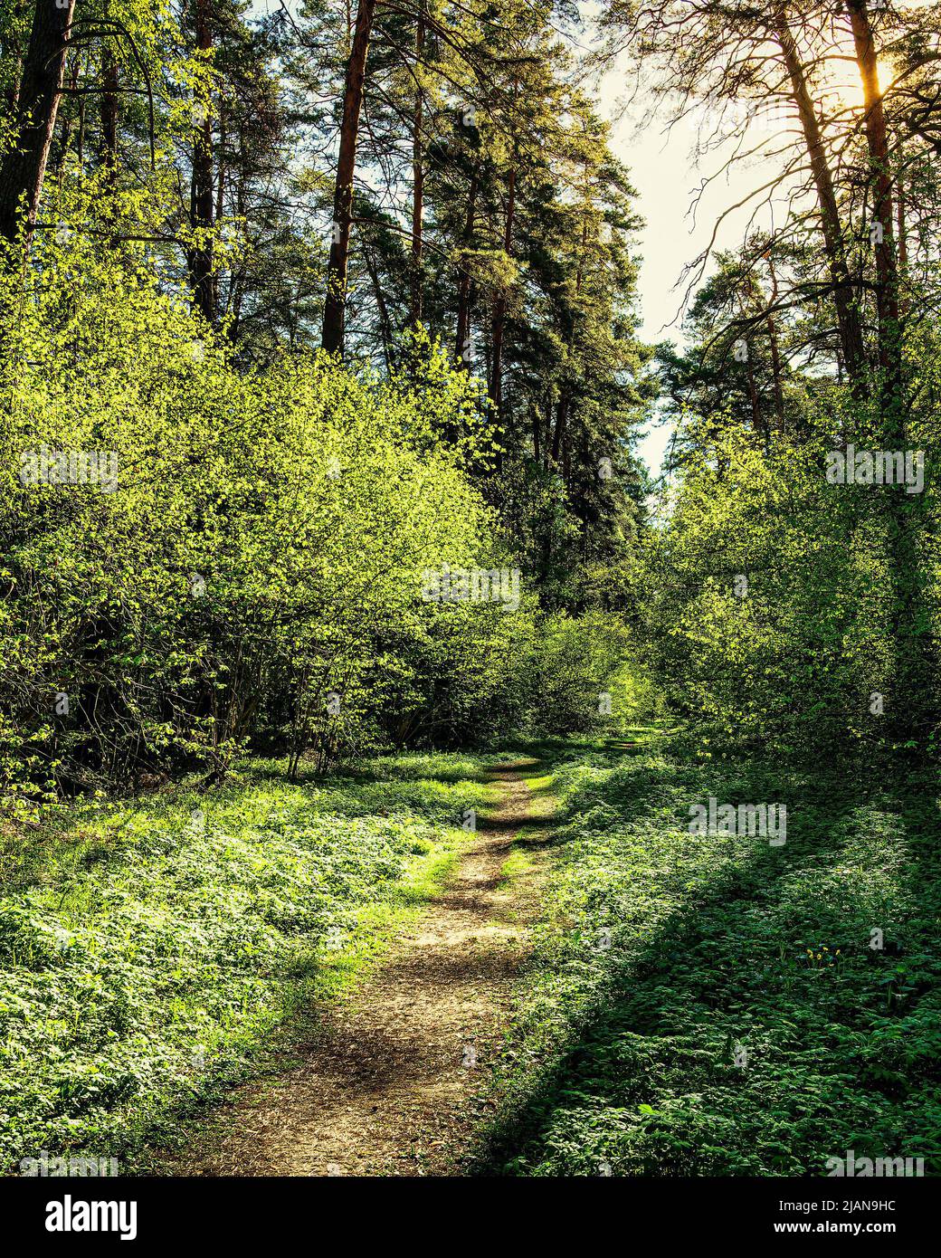 Sunset or dawn in a pine forest in spring or early summer. The sun ...