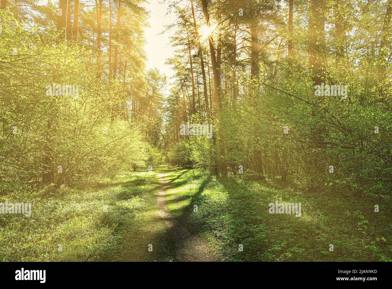 Sunset or dawn in a pine forest in spring or early summer. The sun ...