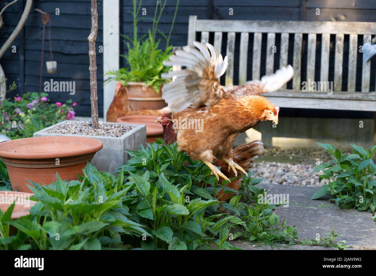 Jumping off a fence hi-res stock photography and images - Alamy