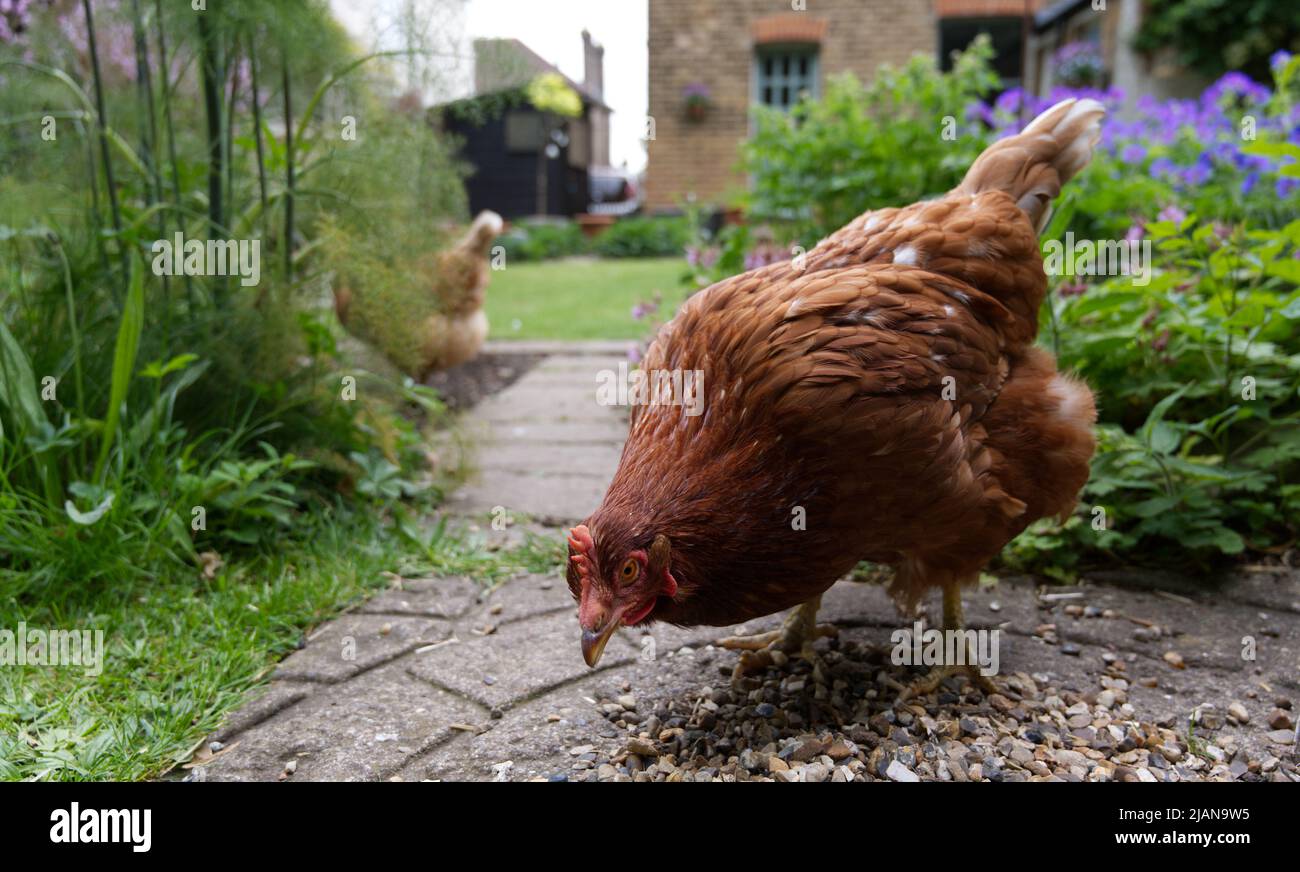 Chicken scratching hi-res stock photography and images - Alamy