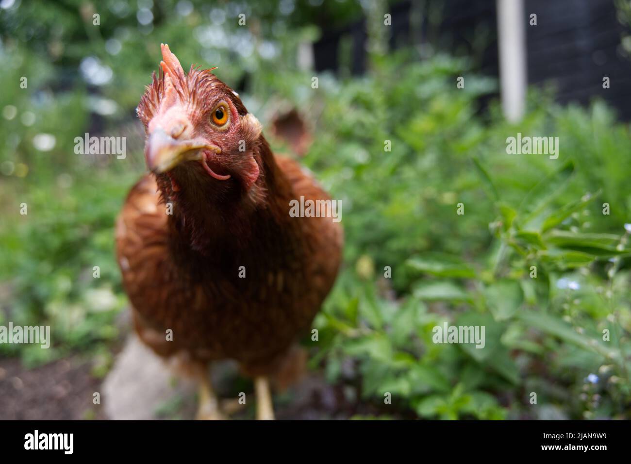 Curious chicken looking into the lens Stock Photo - Alamy