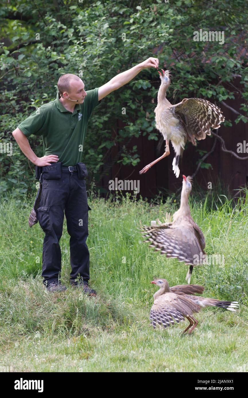 time lapse of Seriema bird jumping for food Stock Photo - Alamy