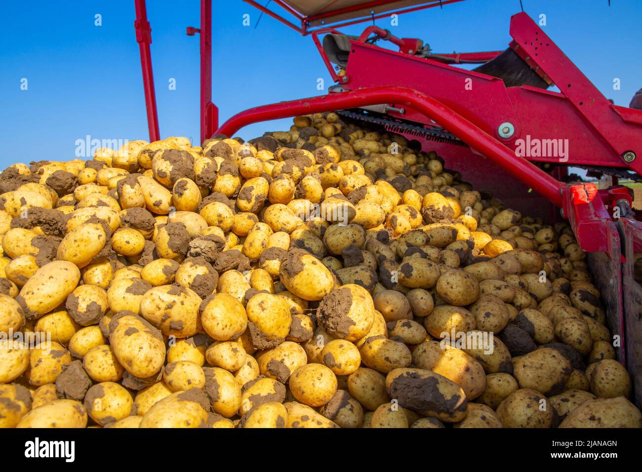 Agricultural potato harvest Stock Photo - Alamy