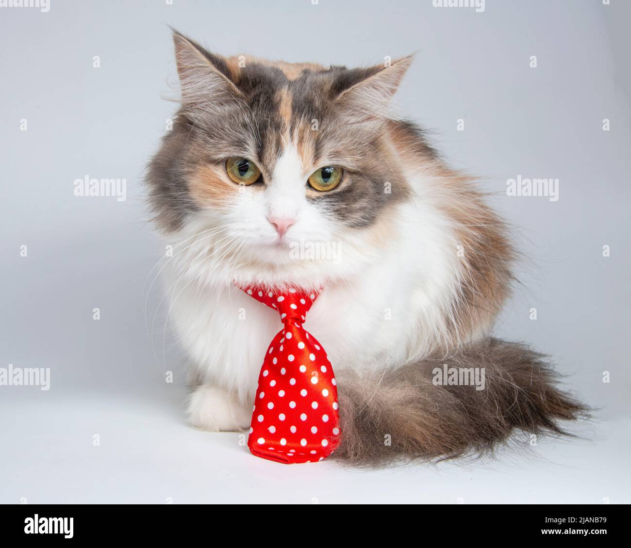 Fluffy pretty cat with red tie on a white background Stock Photo - Alamy