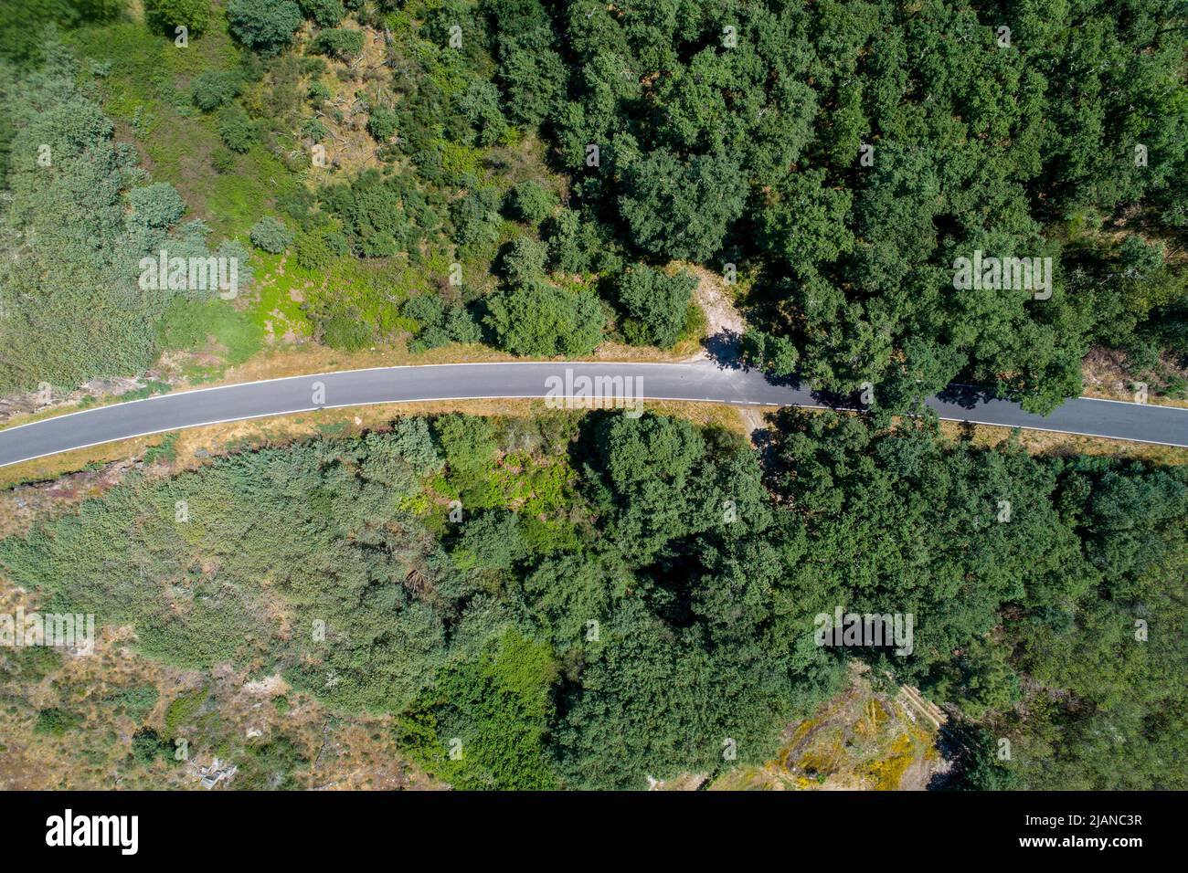 Drone aerial view of a road through holm oak trees Stock Photo - Alamy