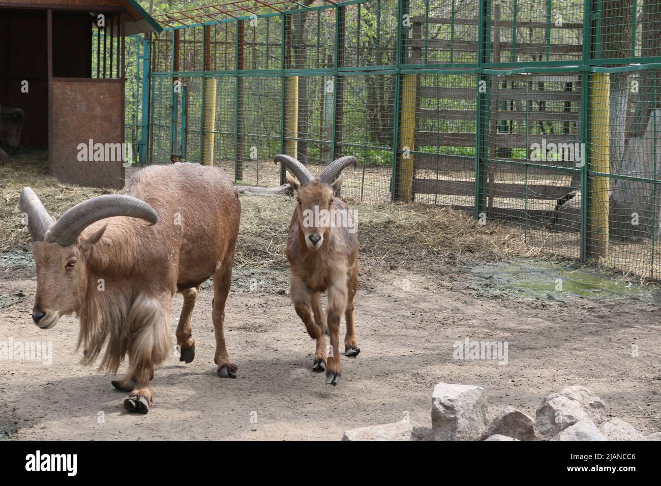 Funny goats walk on the farm. In nature, there are up to ten varieties ...
