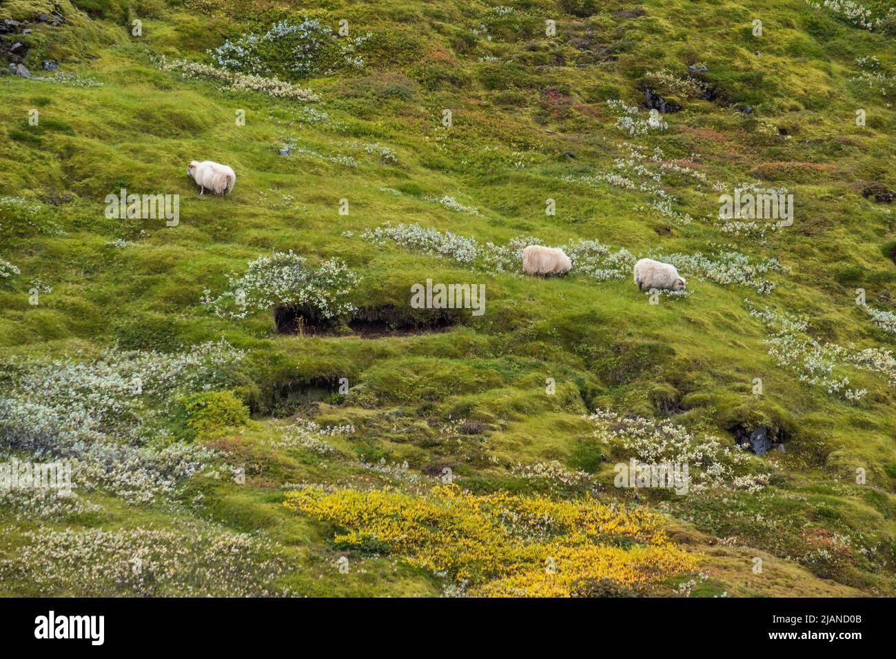 Icelandic sheep herd grazes on a mountainside. View during auto trip ...