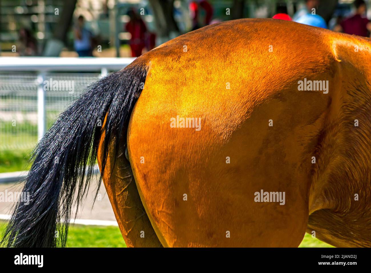 Rump animal one animal hi-res stock photography and images - Alamy