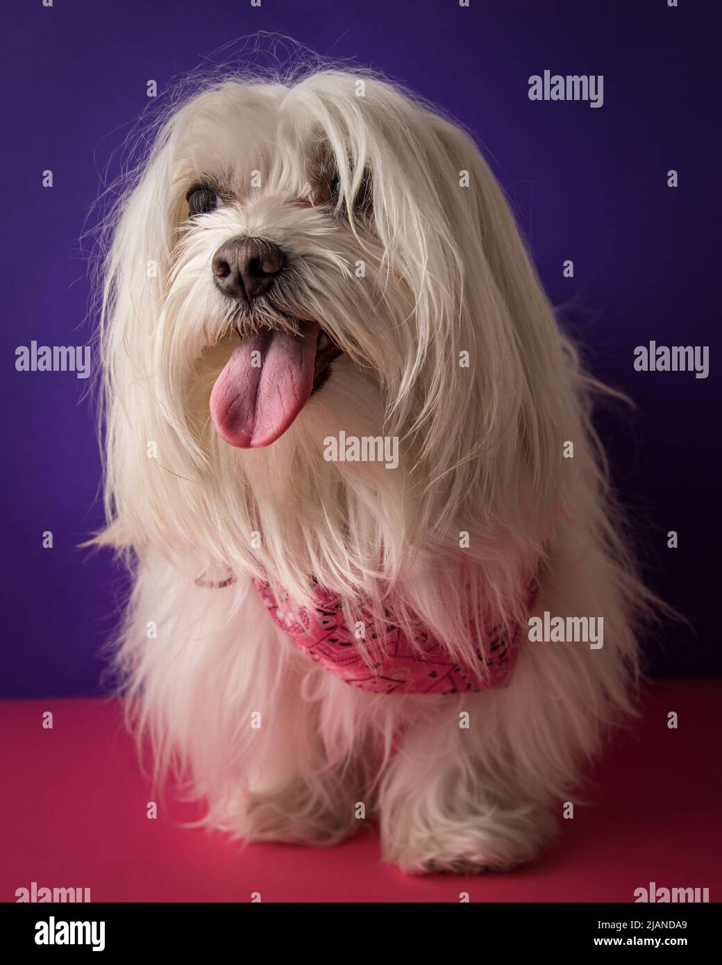 Maltese poodle dog on pink and purple background Stock Photo - Alamy