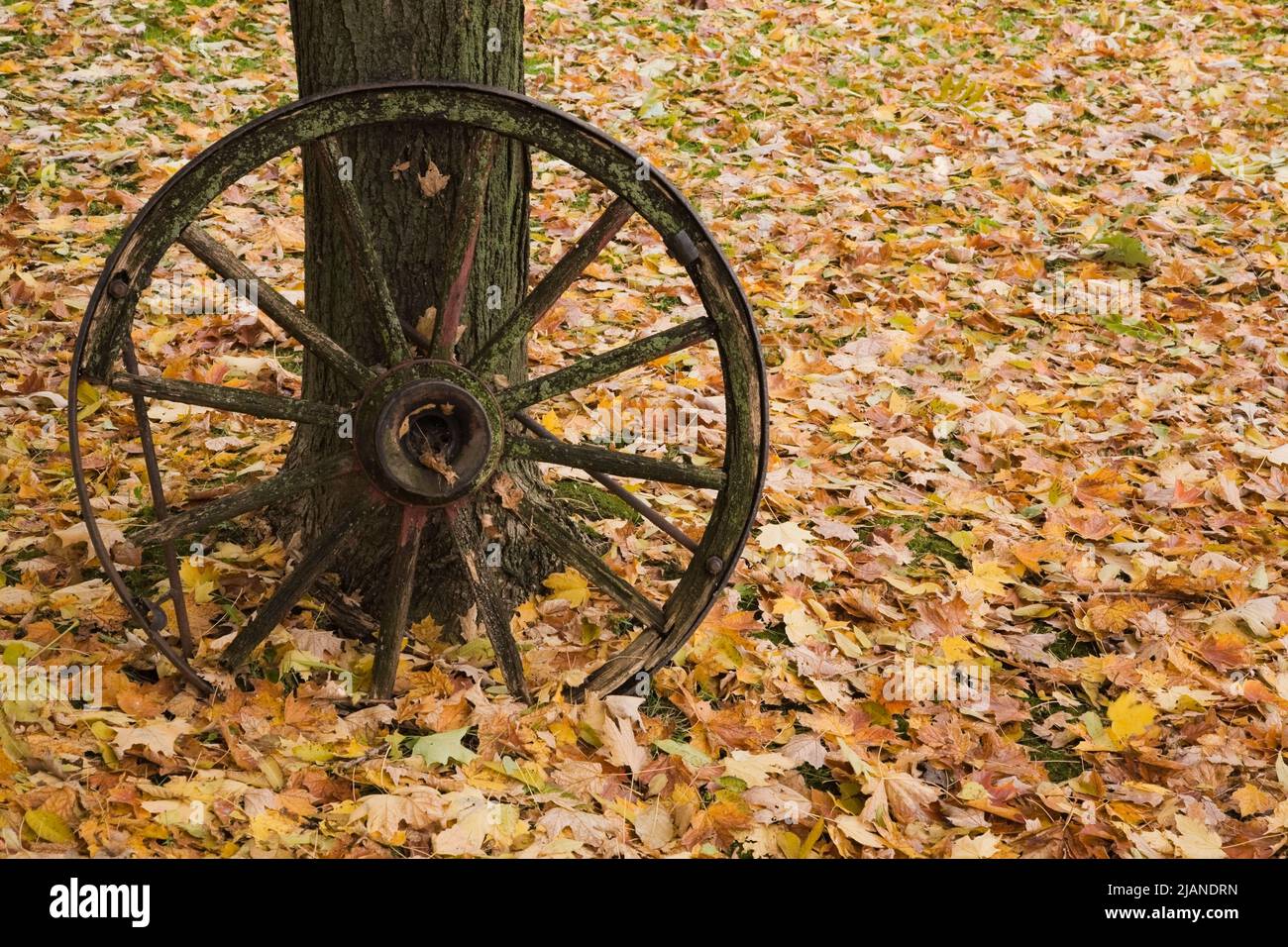 Old wagon wheel propped up against Acer - Maple tree trunk in autumn ...