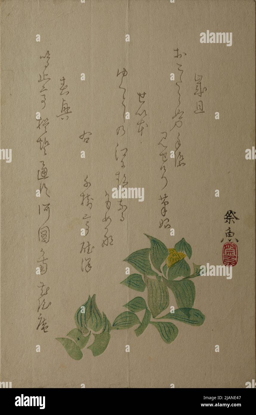 Plant with a yellow flower Saigyo Stock Photo - Alamy