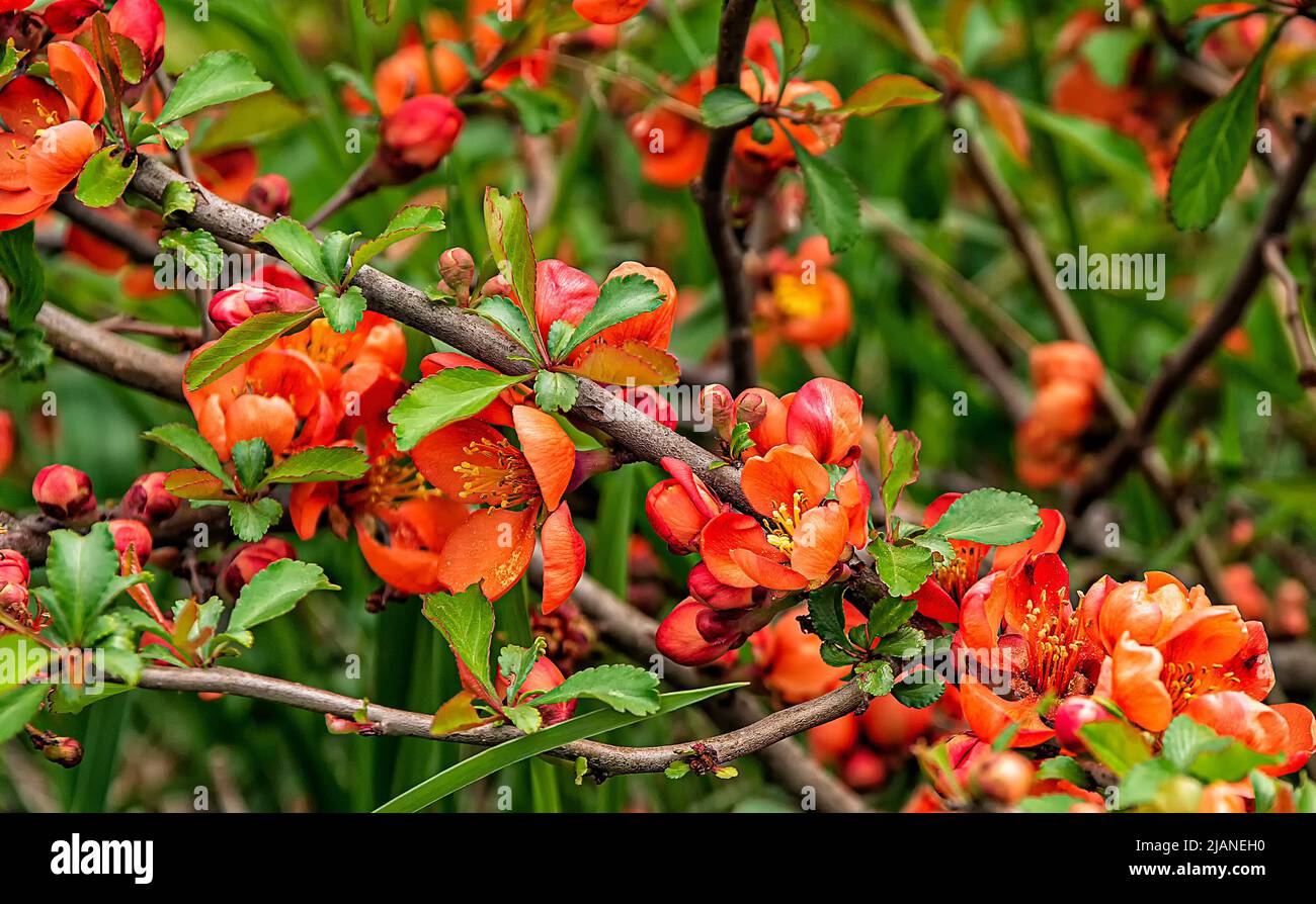 Chaenomeles japonica japanese quince cydonia hi-res stock photography ...