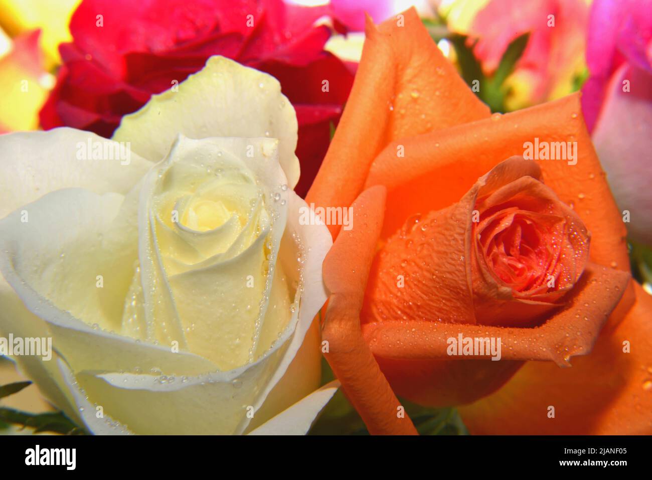 Bouquet of colourful roses Stock Photo - Alamy
