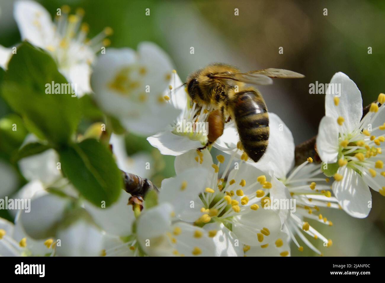 Pollinating bee at work Stock Photo - Alamy