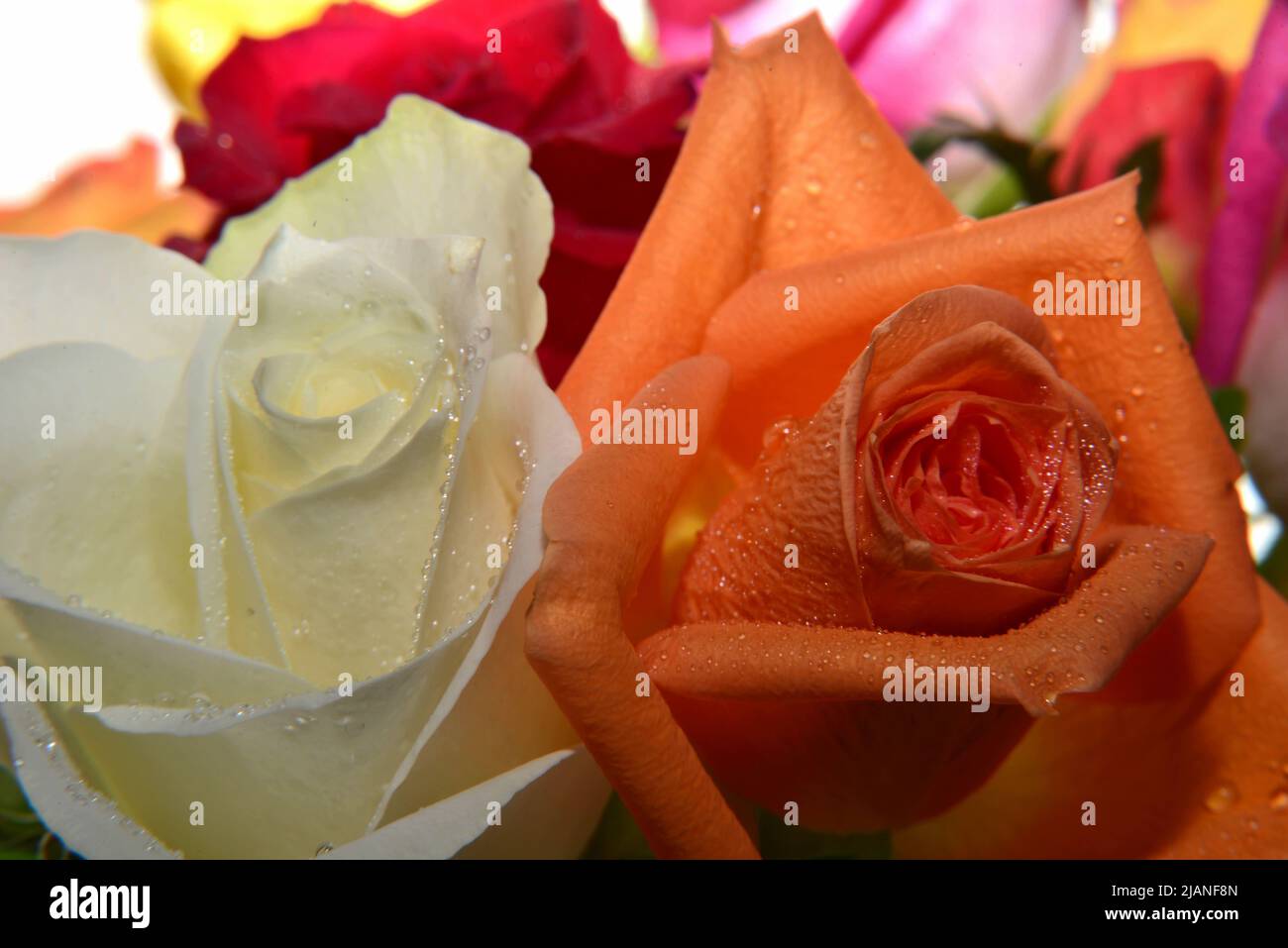 Colourful roses hi-res stock photography and images - Alamy