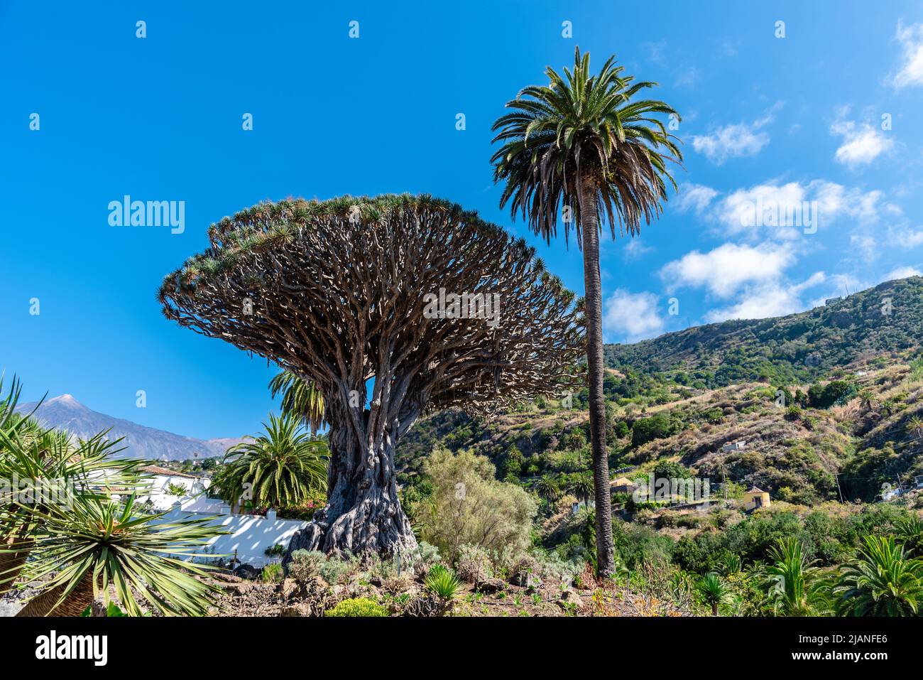 Drago Milenario in Icod de los Vinos town. It is the oldest, around a ...