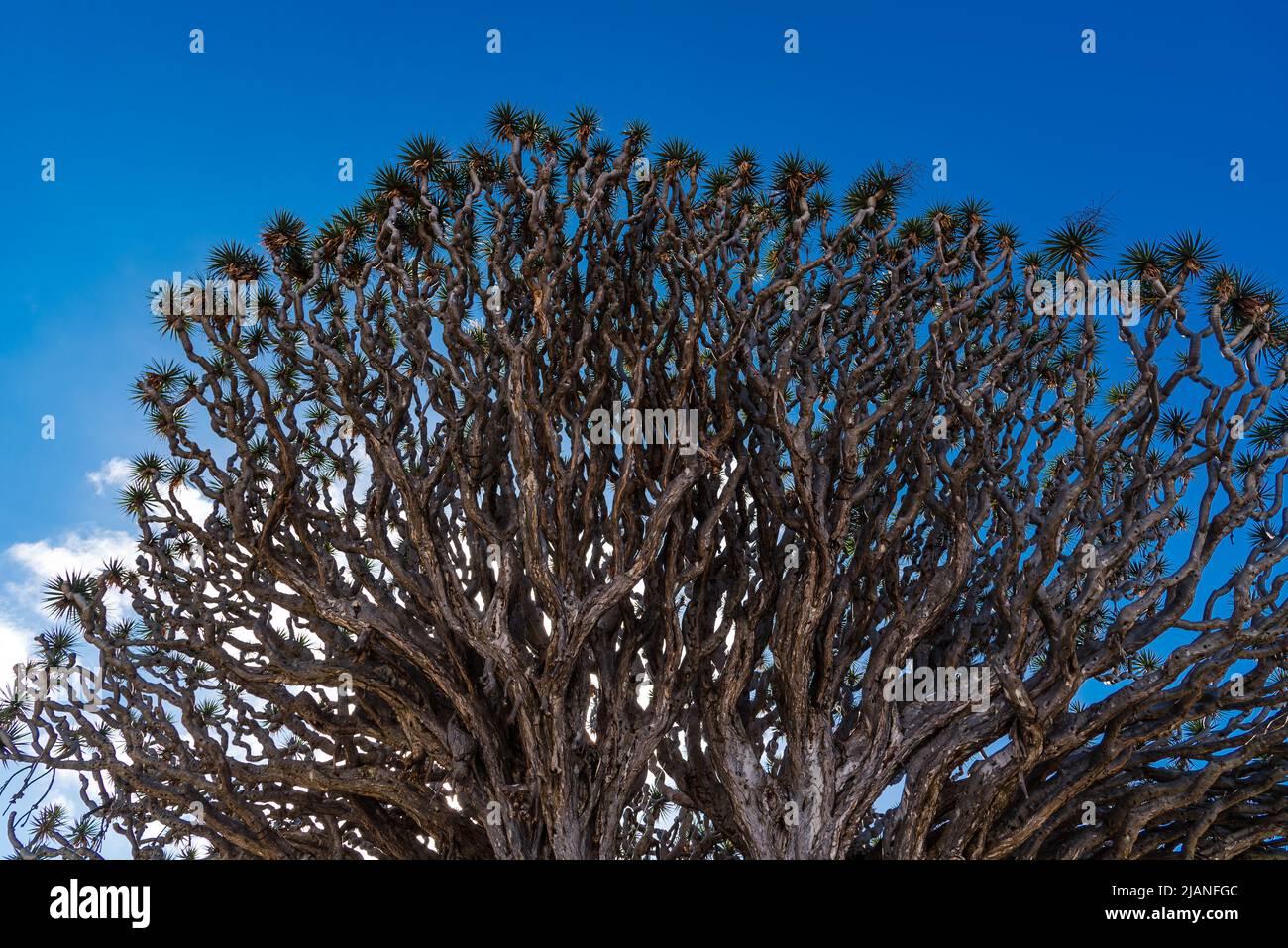 Drago Milenario in Icod de los Vinos town. It is the oldest, around a ...
