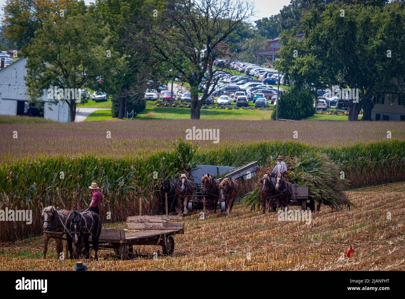 A View of Amish Harvesting There Corn Using Six Horses and Three Men as ...