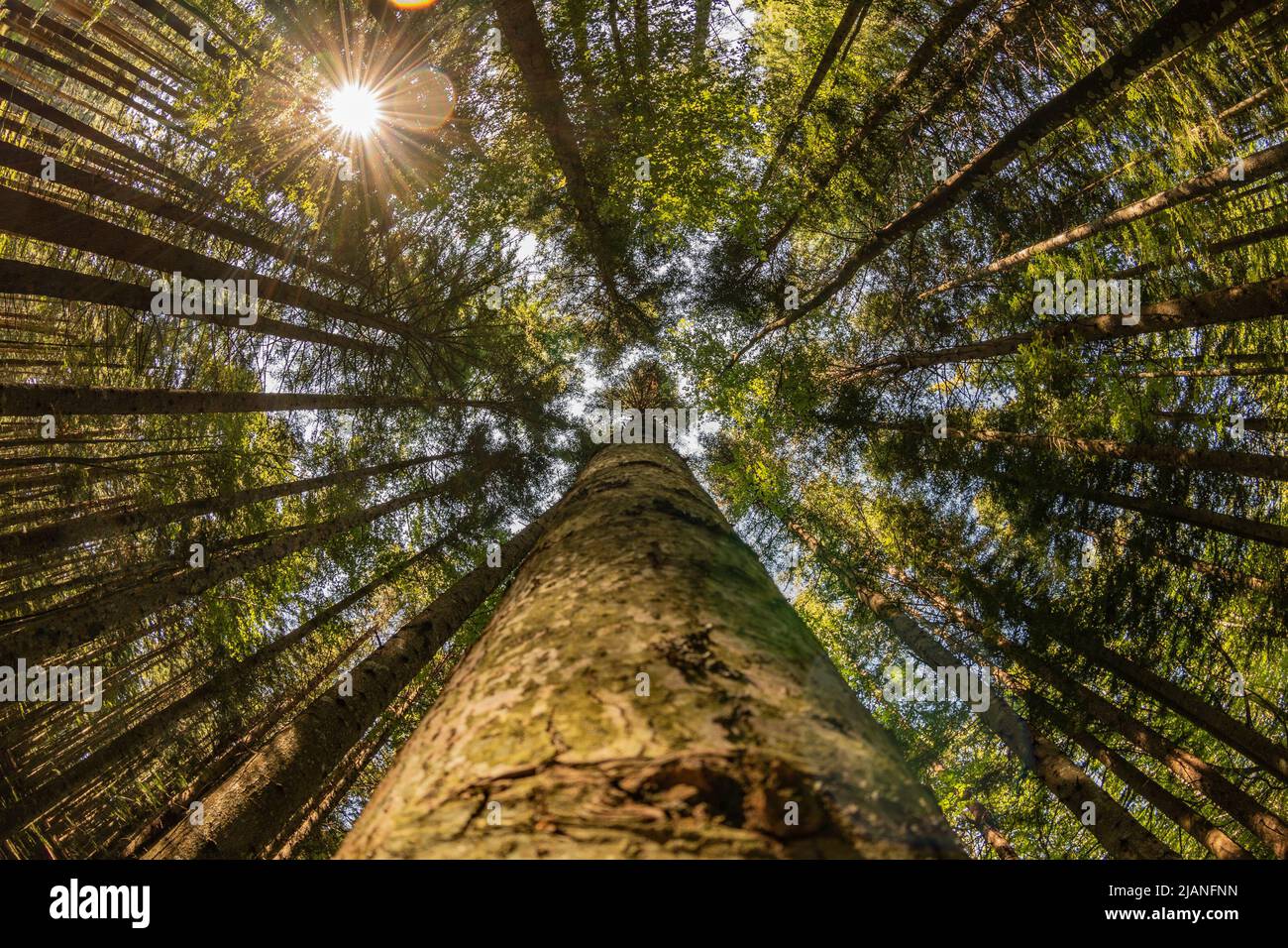 Beautiful background of forest trees seen from below Stock Photo - Alamy