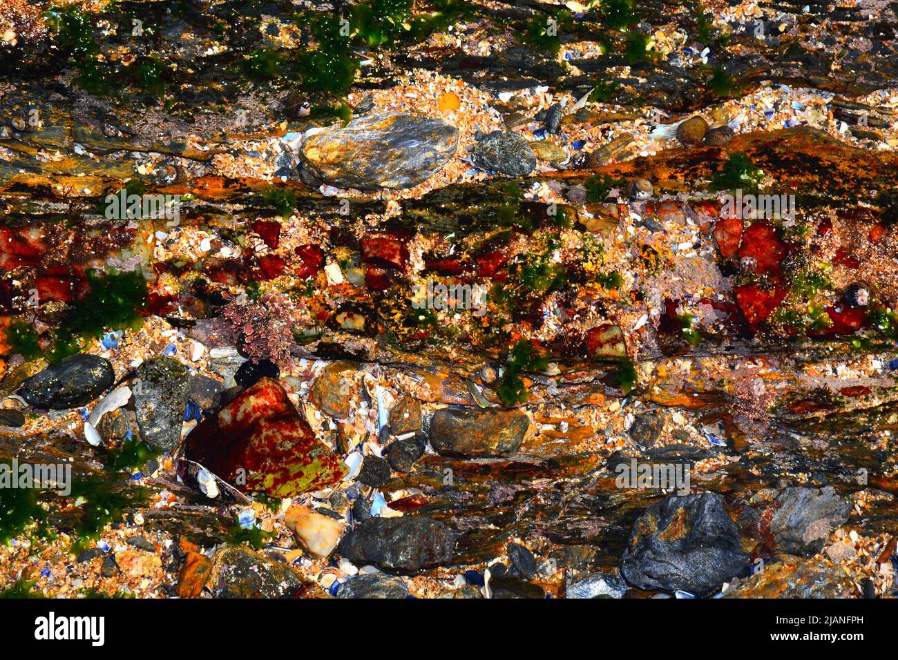 Naturally colored rocks among algae and calcium carbonate in the ocean ...