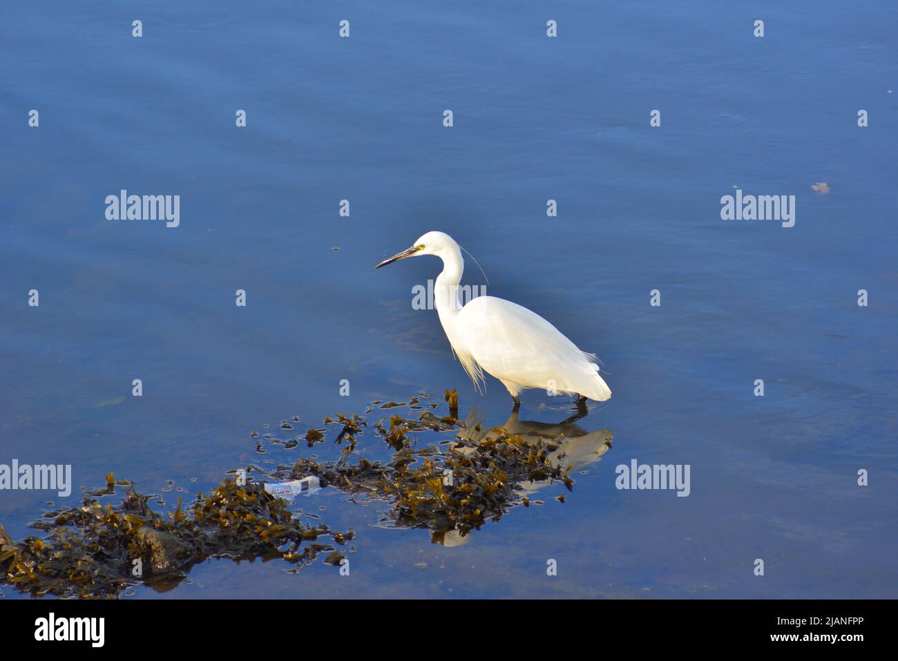 Little egret foraging for food Stock Photo - Alamy