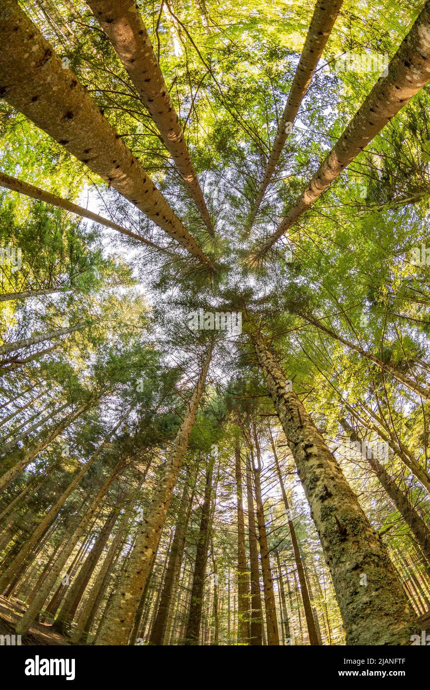 Beautiful background of forest trees seen from below Stock Photo - Alamy