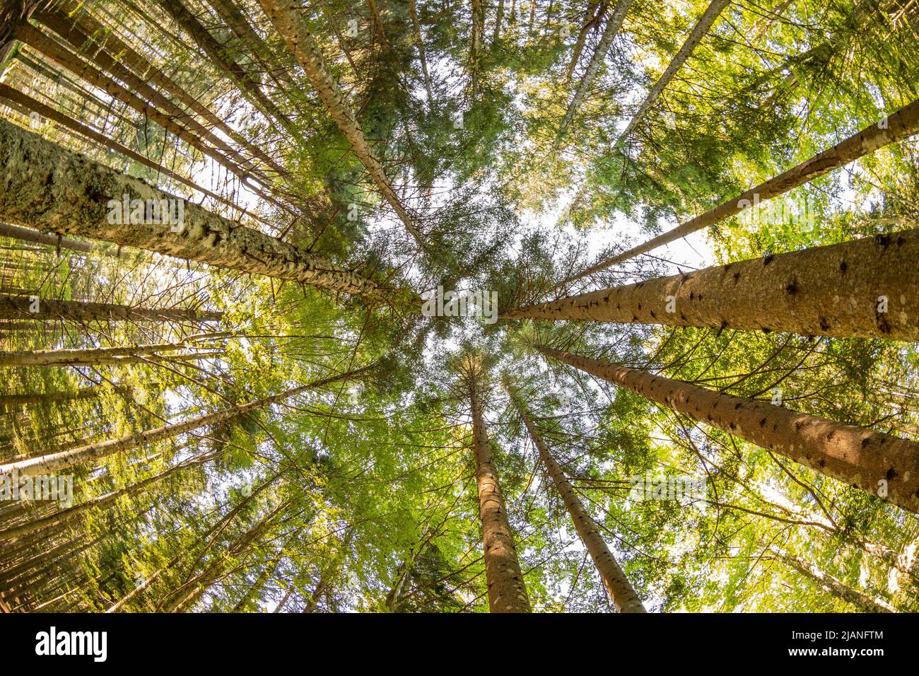 Beautiful background of forest trees seen from below Stock Photo - Alamy