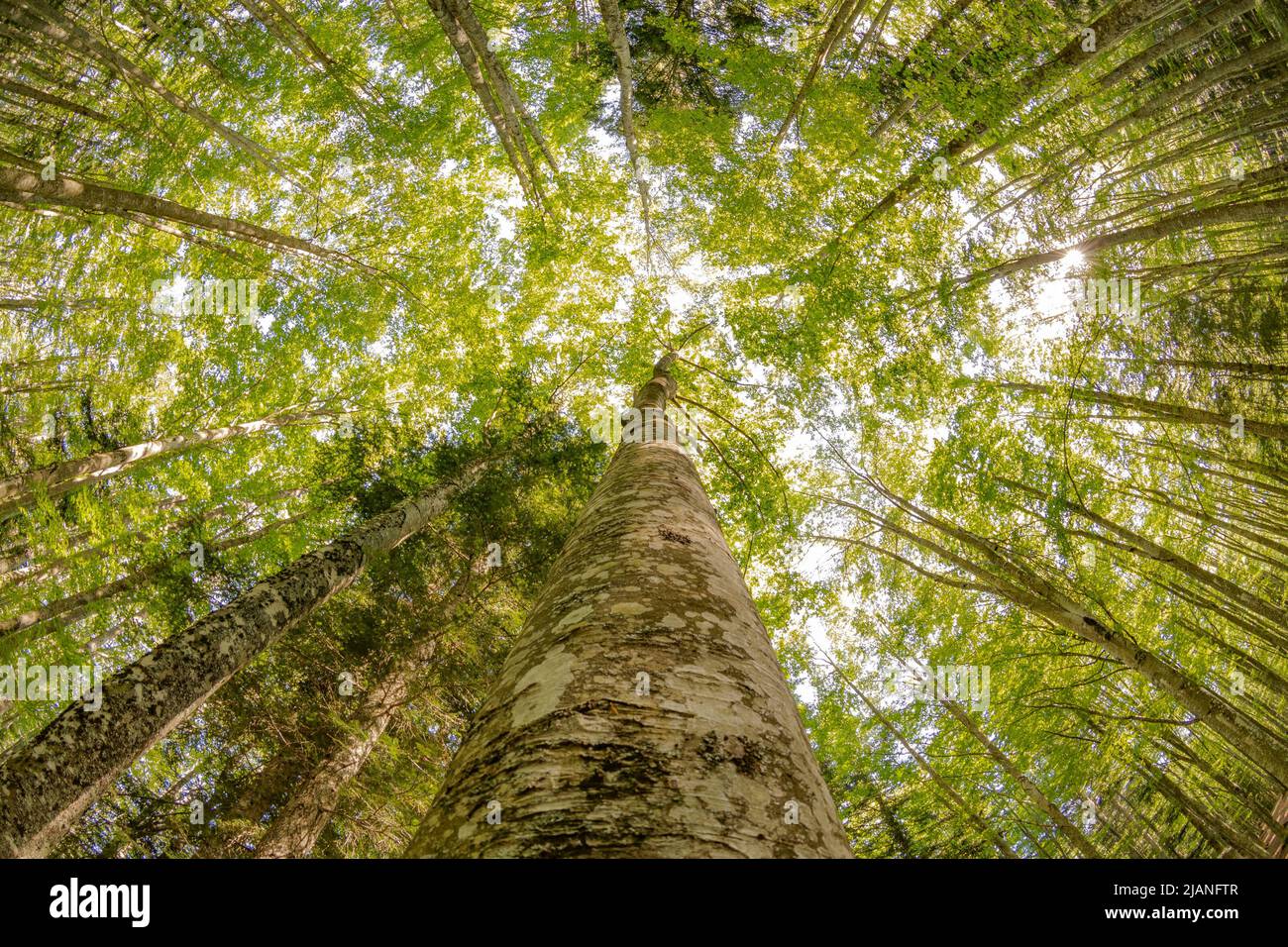 Beautiful background of forest trees seen from below Stock Photo - Alamy