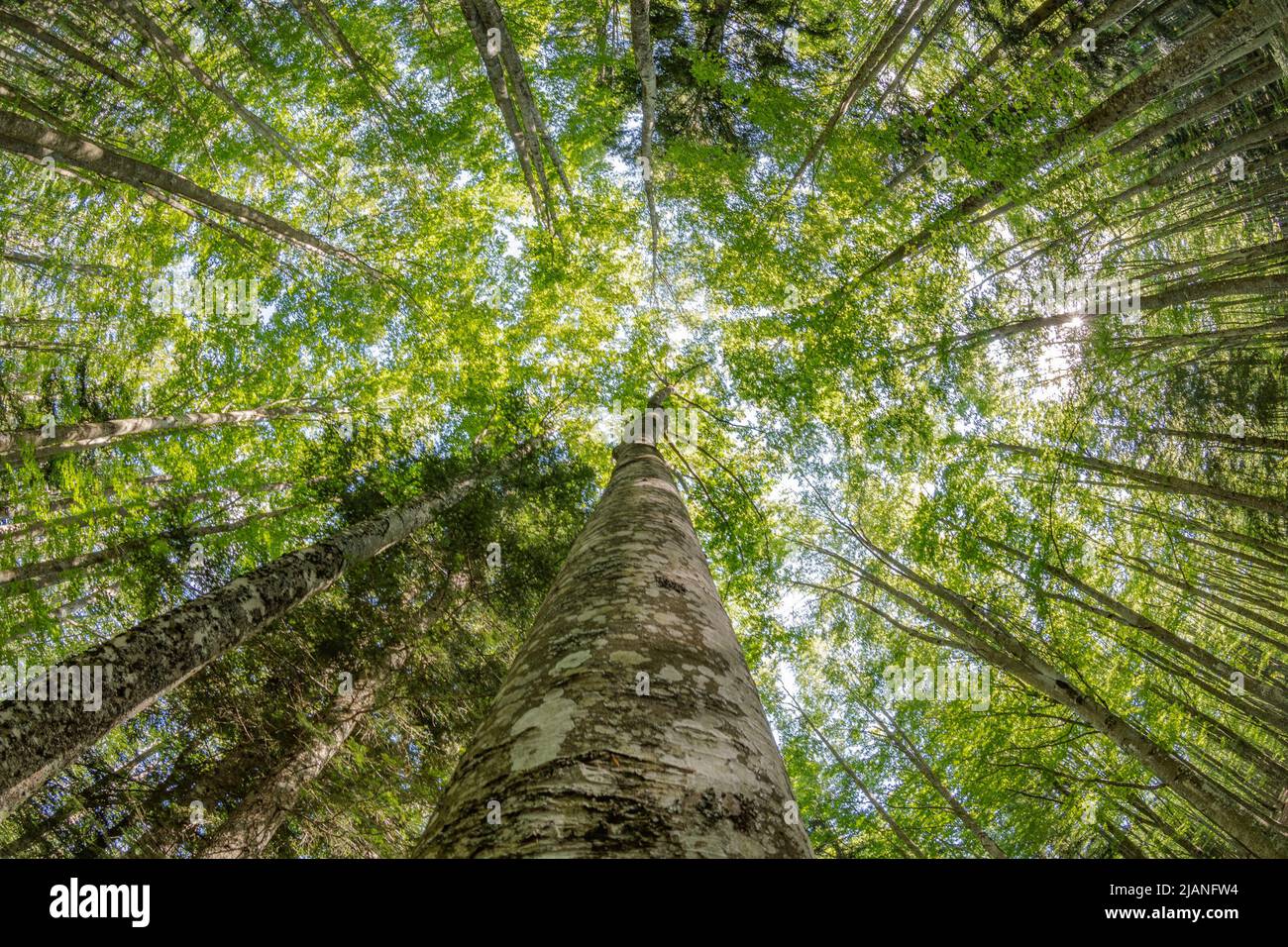 Beautiful background of forest trees seen from below Stock Photo - Alamy