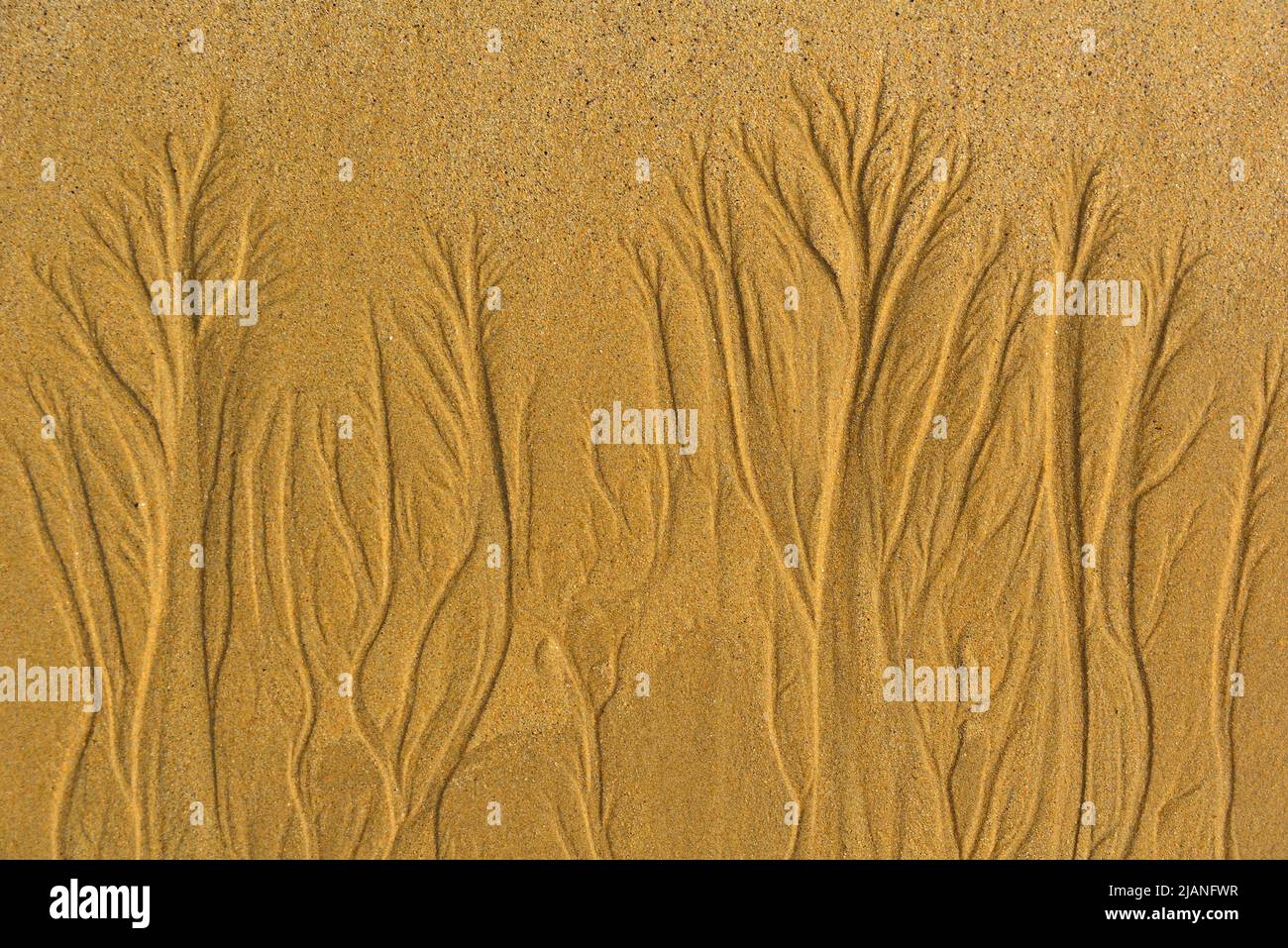 Forest designed in the sand Stock Photo - Alamy