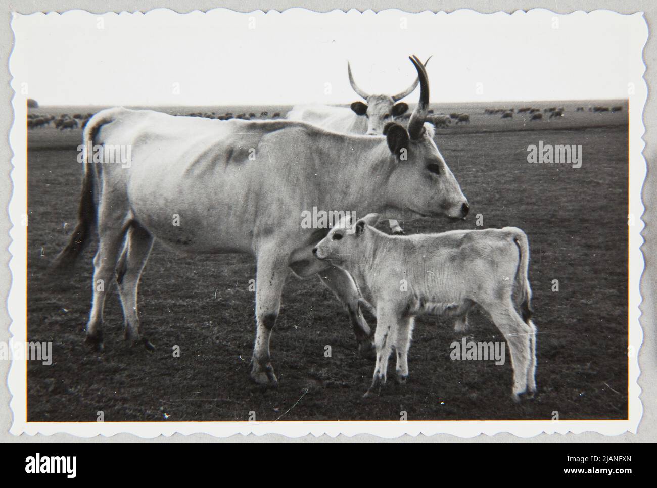 Puszta landscape plain animals cows calf photography Stock Photo - Alamy