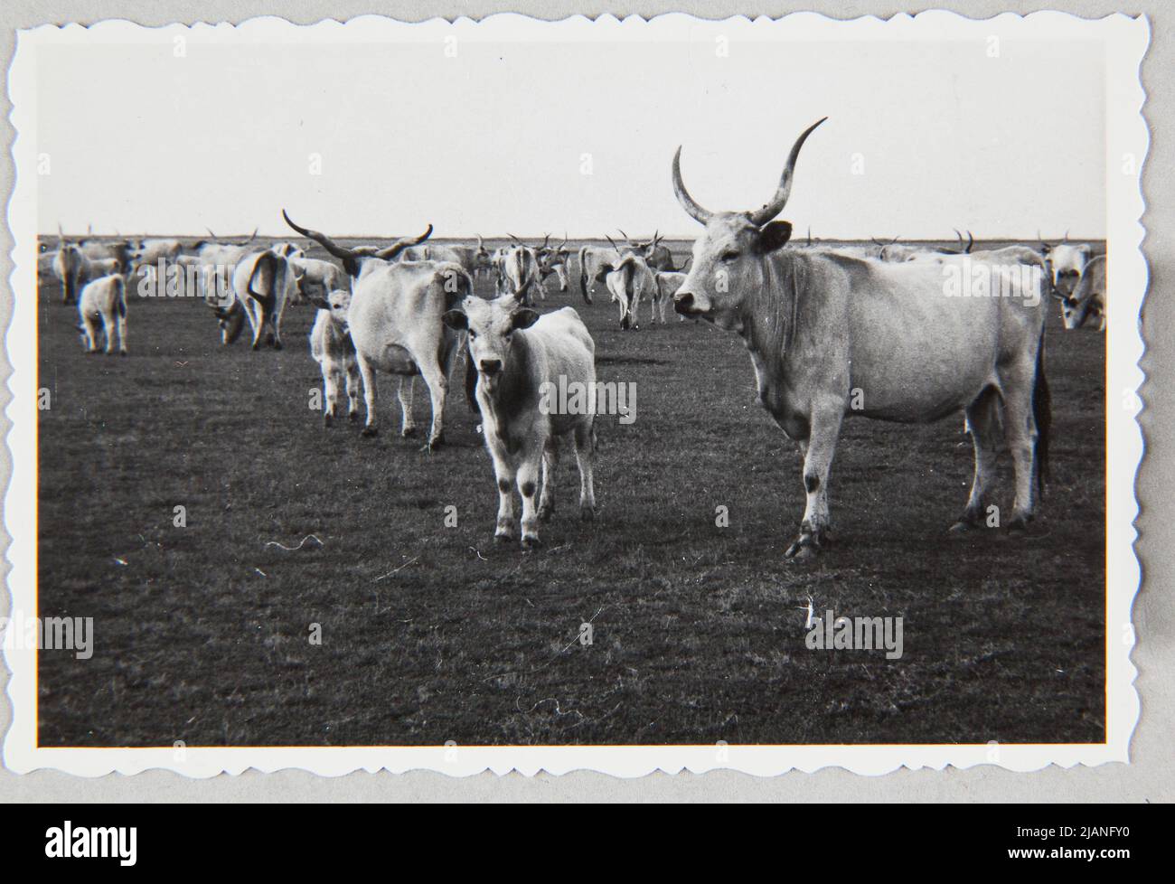 Puszta landscape plain animals cows photography Stock Photo - Alamy