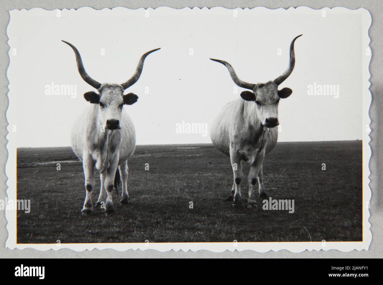 Plain animals hi-res stock photography and images - Alamy