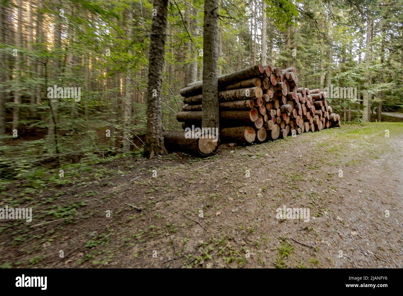 Stack of trunks arranged on the wooded path Stock Photo - Alamy
