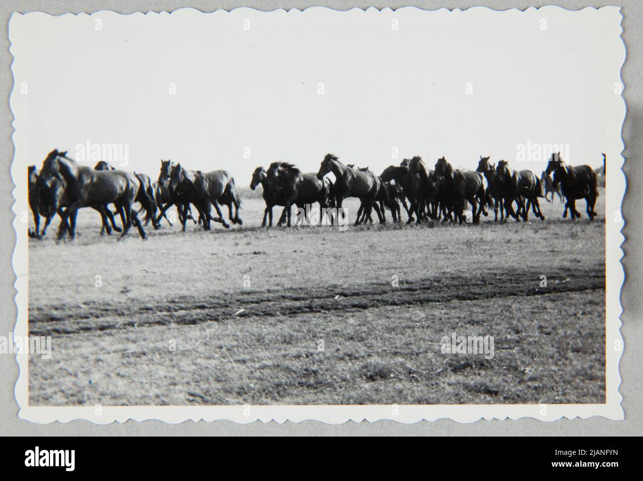 Puszta landscape plain animals hi-res stock photography and images - Alamy
