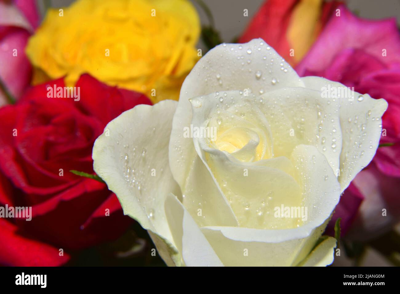Bouquet of colourful roses Stock Photo - Alamy