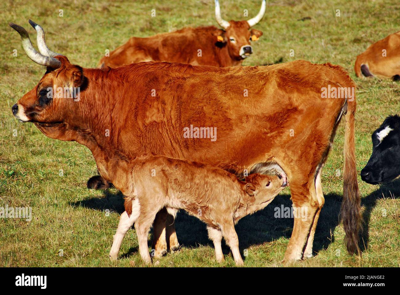 Cow feeding calf in the wild Stock Photo - Alamy