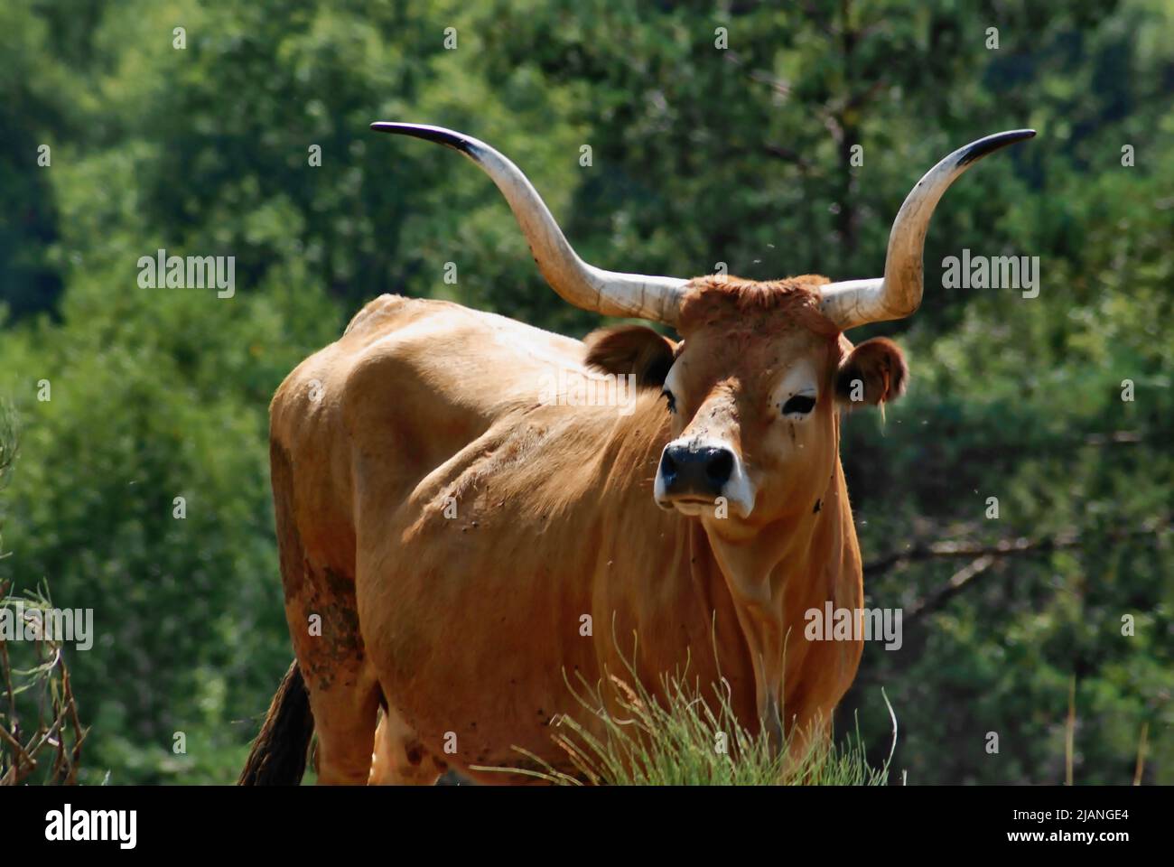 Long hormed hi-res stock photography and images - Alamy