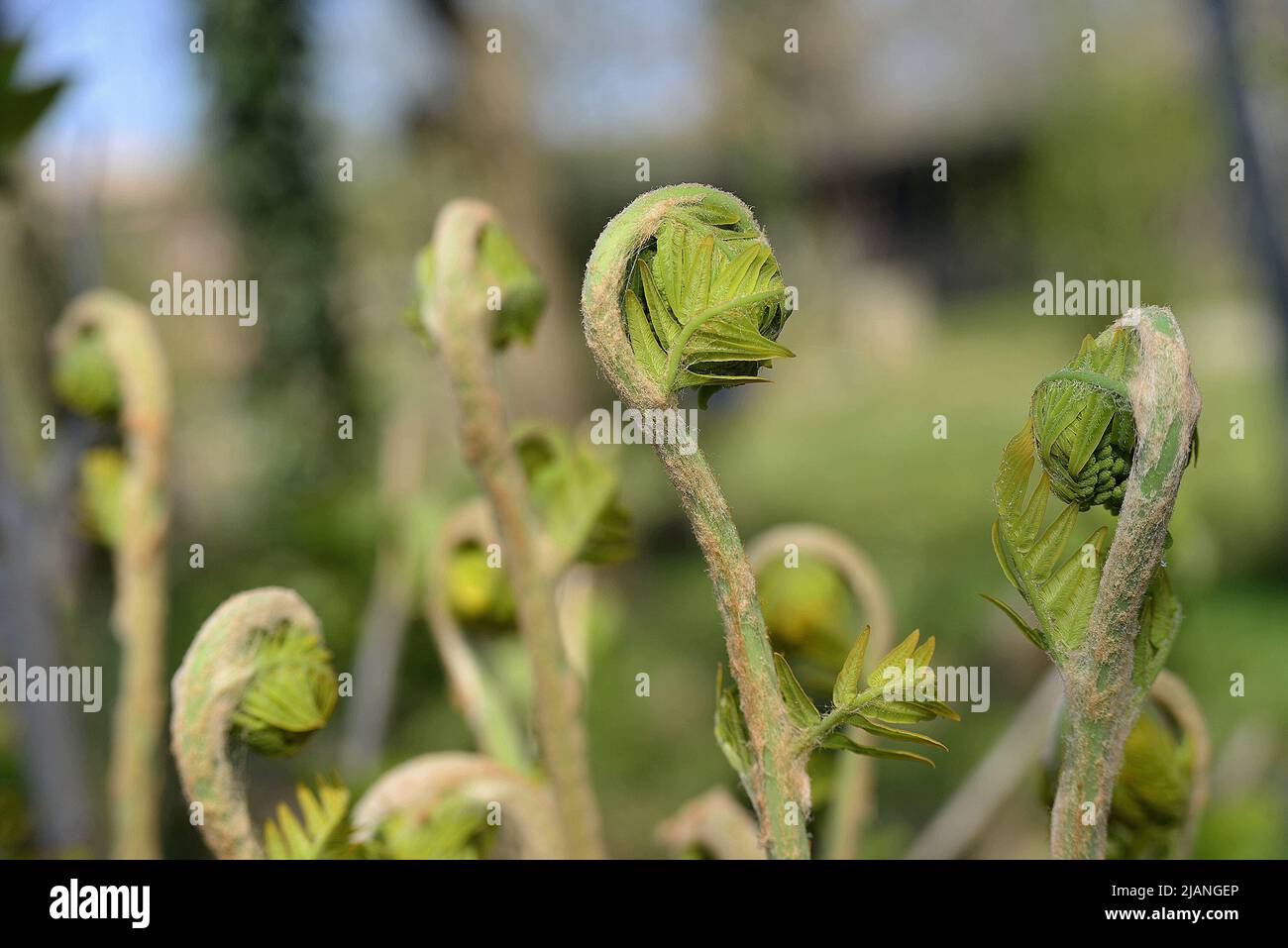 New fern shoots in spring Stock Photo - Alamy