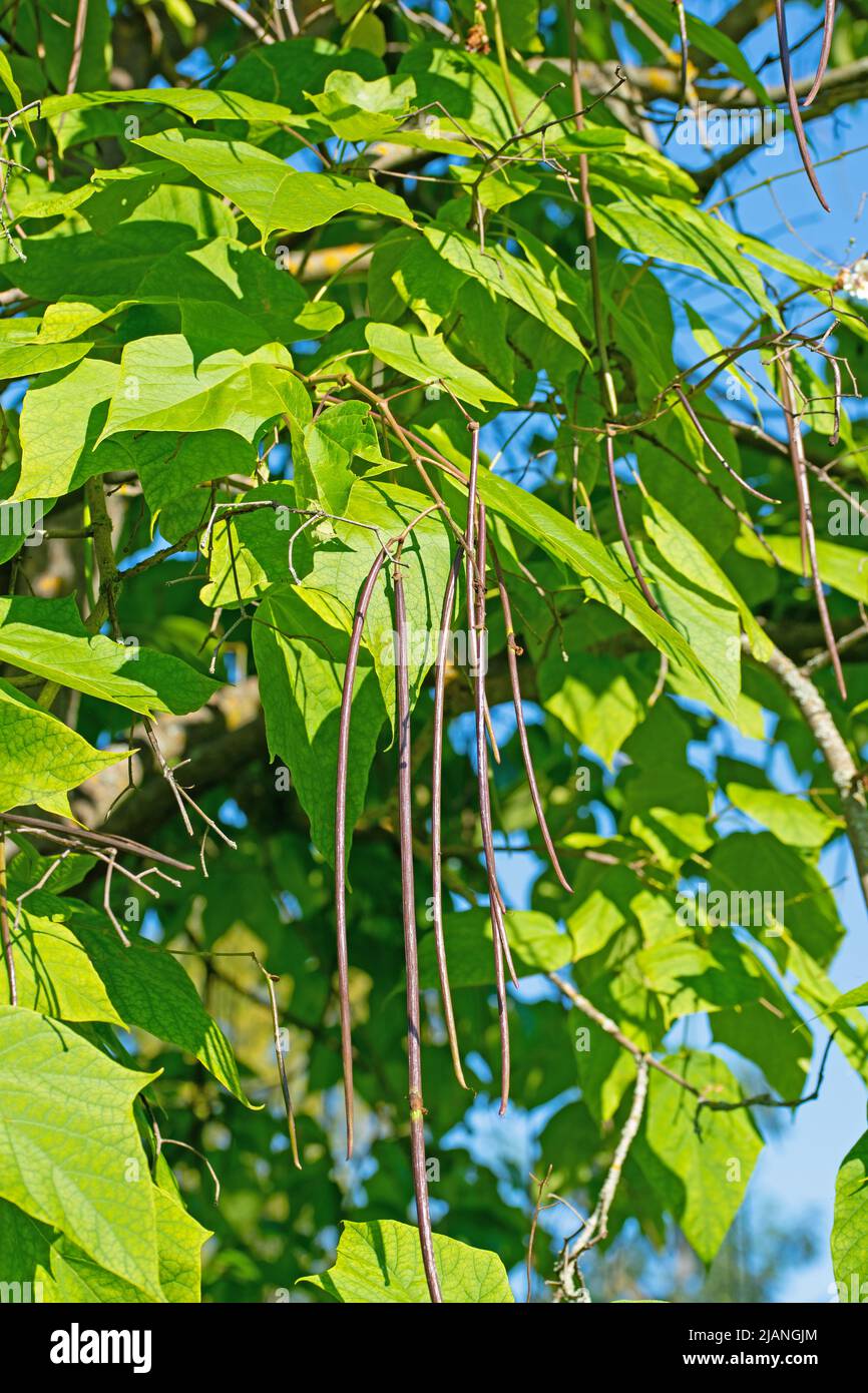 Trumpet tree, Catalpa, with fruit Stock Photo - Alamy