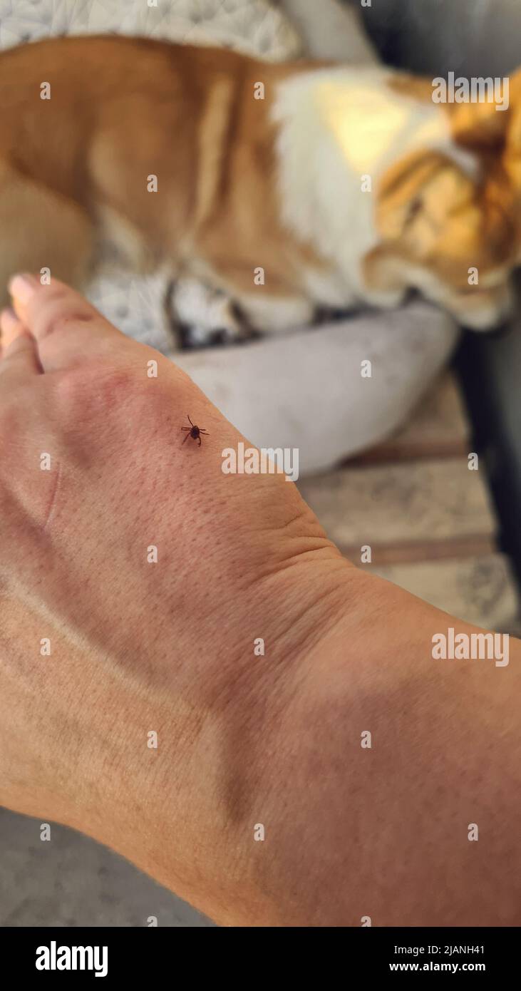 Vampire bite blood hi-res stock photography and images - Alamy