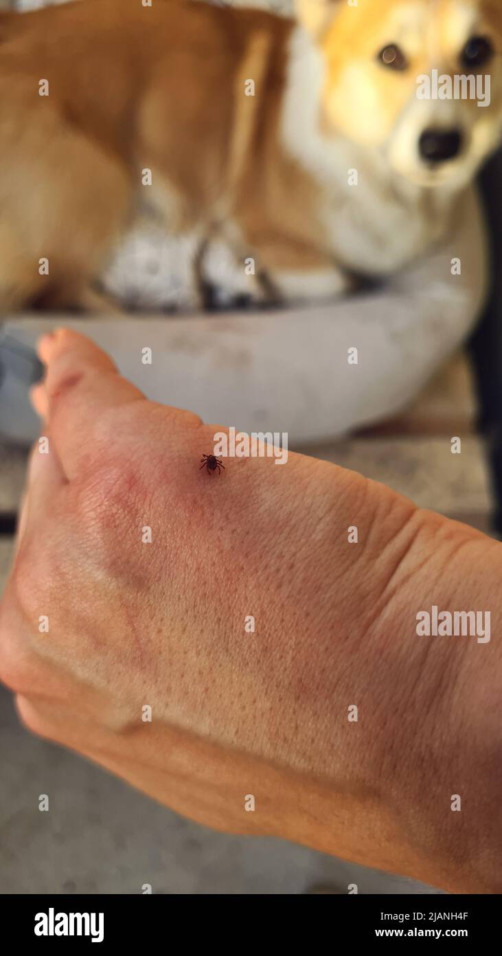 Vampire bite blood hi-res stock photography and images - Alamy