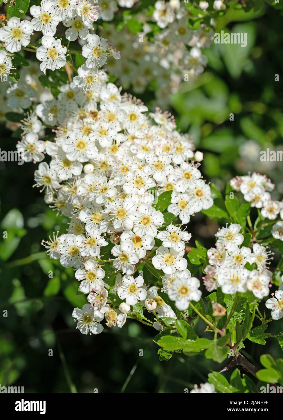 Flowering hawthorn, crataegus, in spring Stock Photo - Alamy