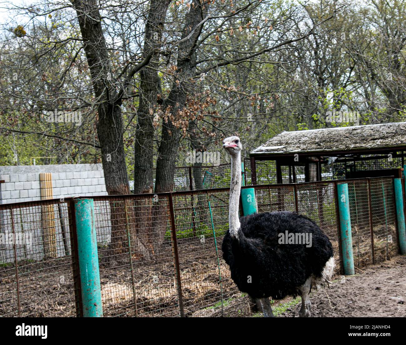 Corral bird hi-res stock photography and images - Alamy