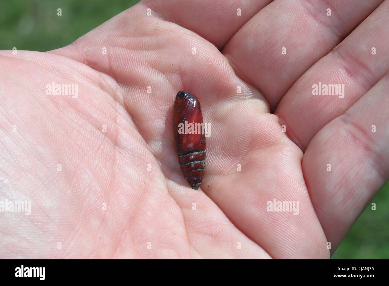 Pupa moth from the family owlet moths Noctuidae. Caterpillars of this ...