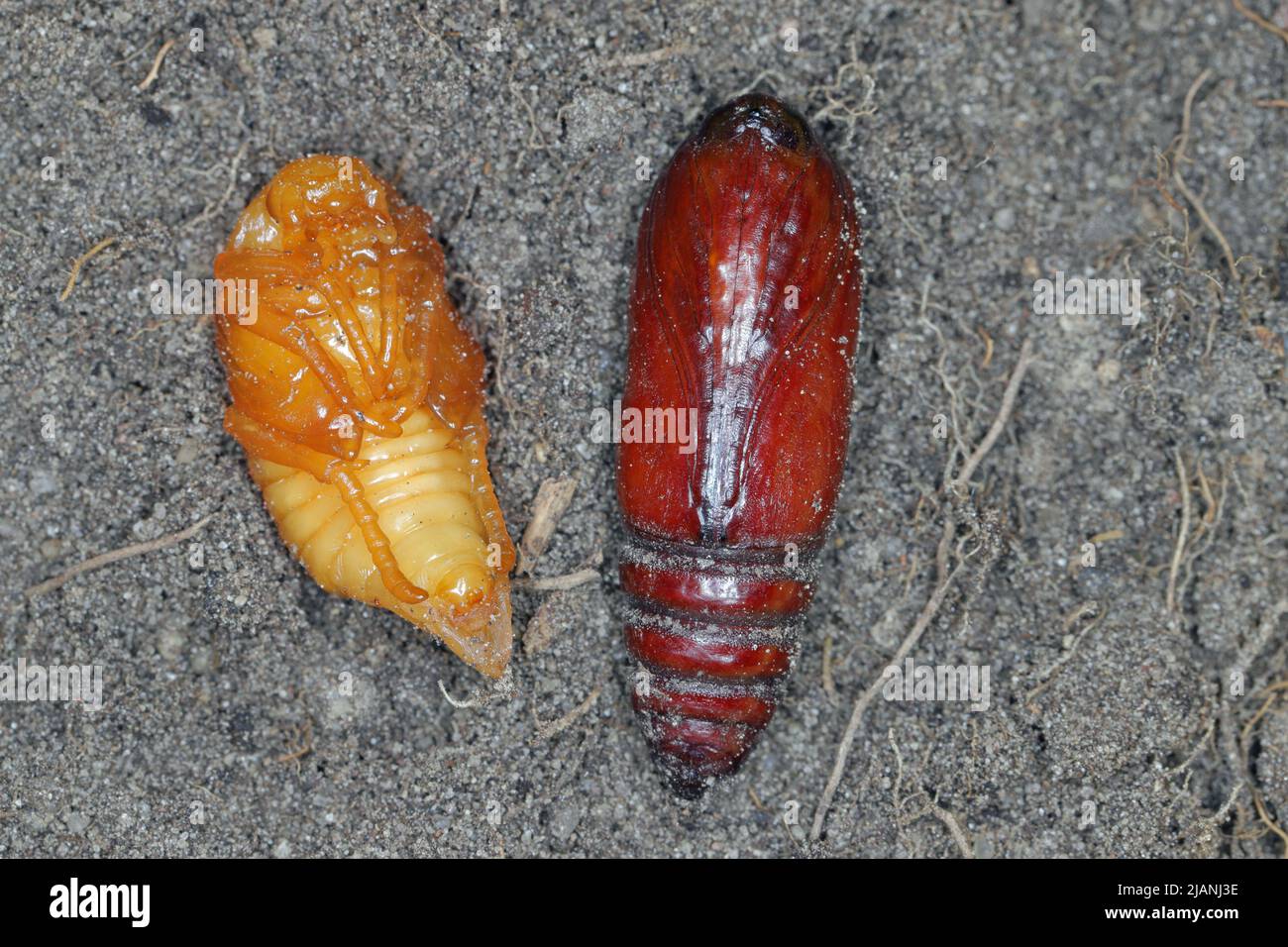 Pupae of Summer Chafer, European June Beetle (Amphimallon solstitiale ...